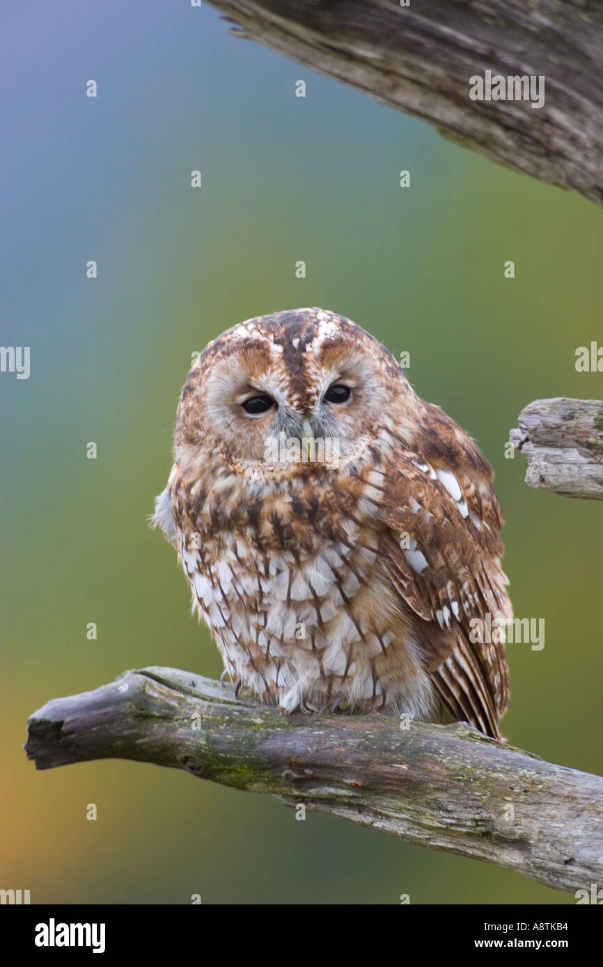 Strixo hi-res stock photography and images - Alamy