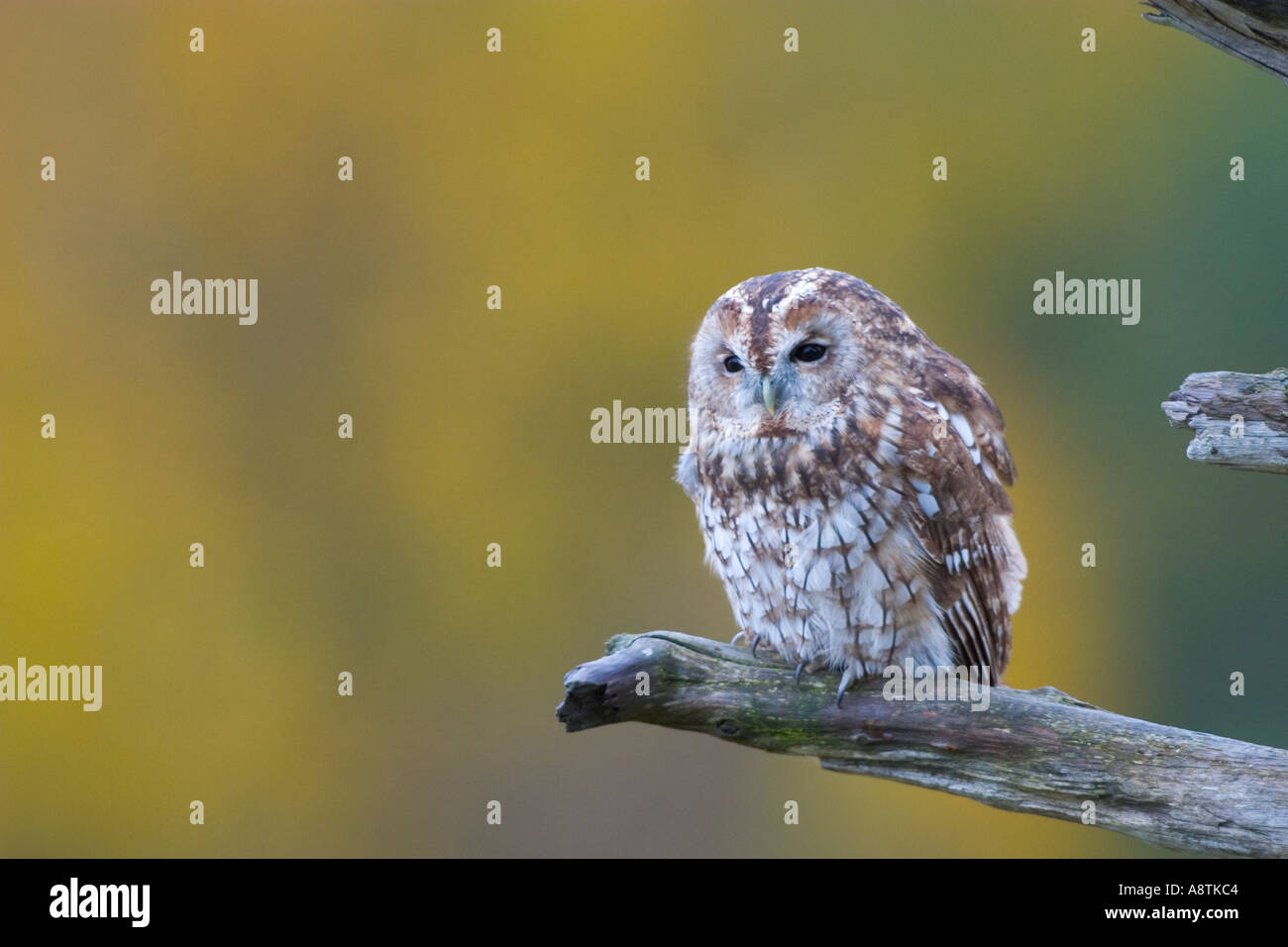Strixo hi-res stock photography and images - Alamy