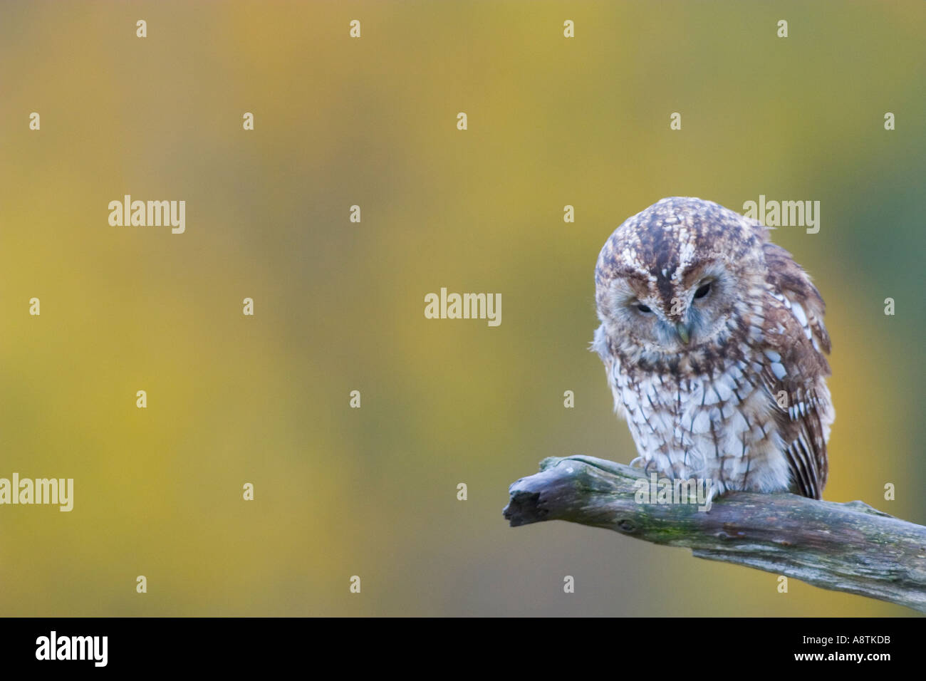 Strixo hi-res stock photography and images - Alamy