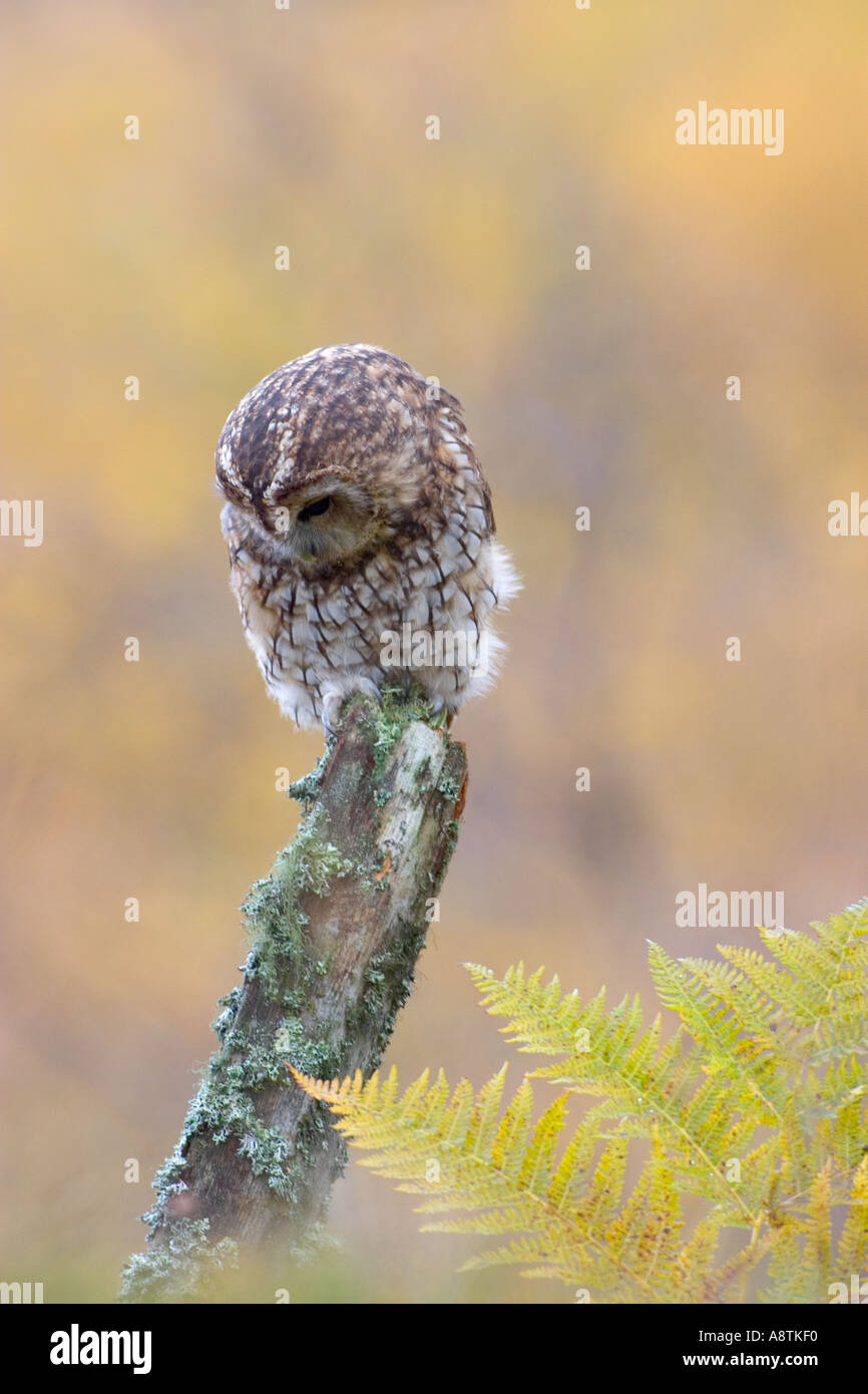 Strixo hi-res stock photography and images - Alamy