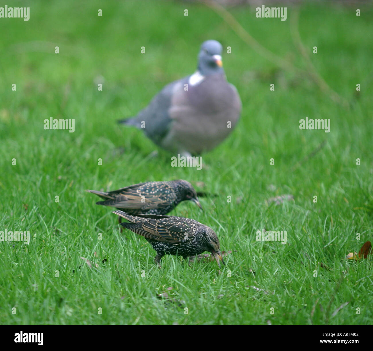 Garden Birds wood pigeon behind two Starlings Columba palumbus and ...