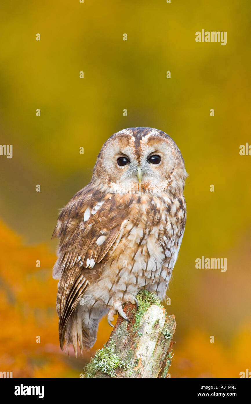 Strixo hi-res stock photography and images - Alamy