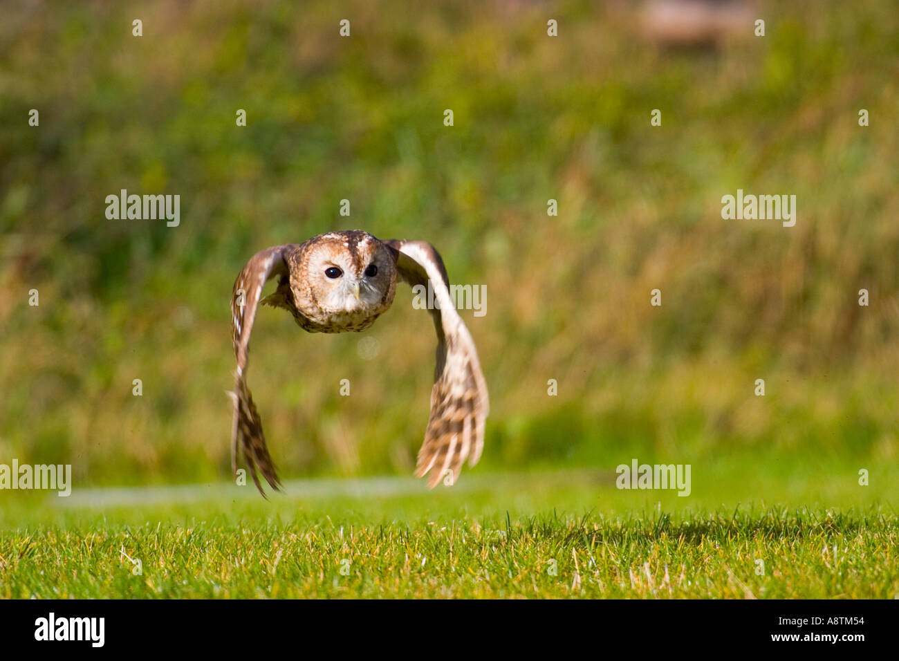 Tawny Owl Flying Stock Photo - Alamy