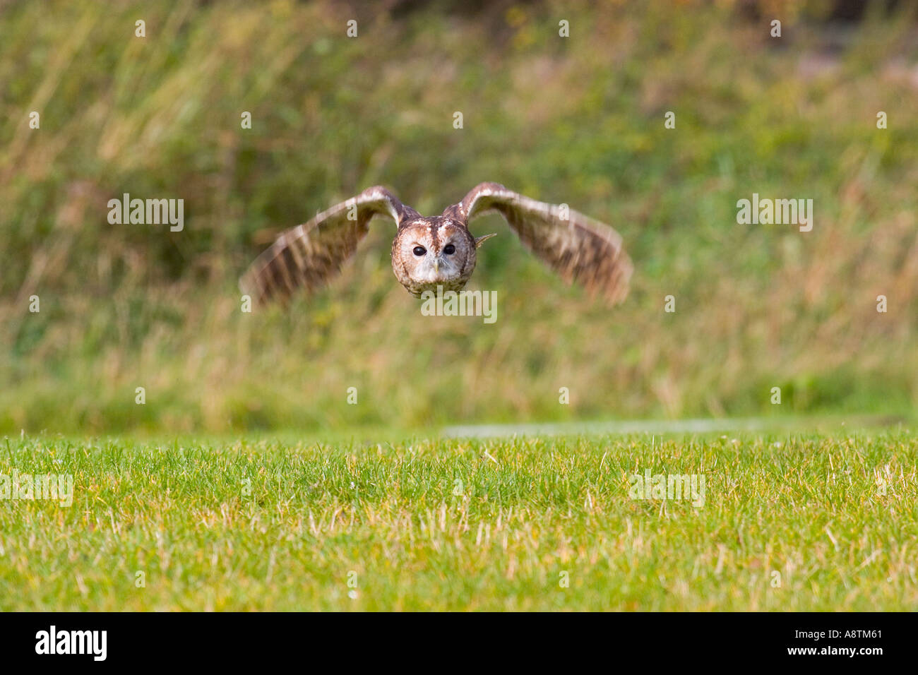 Tawny owl night flying hi-res stock photography and images - Alamy
