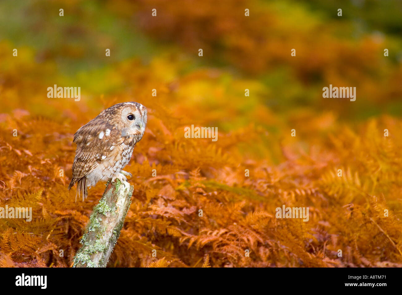 Strixo hi-res stock photography and images - Alamy