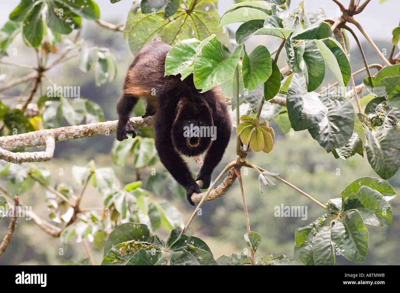 Black-mantled Howler Monkey Alouatta palliata male howling from top of ...
