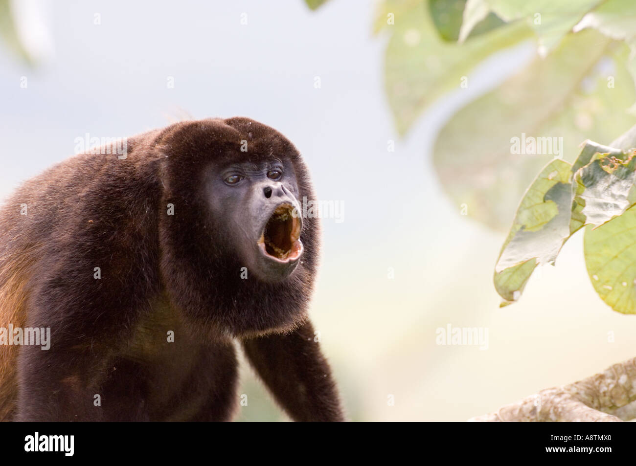 Black-mantled Howler Monkey Alouatta palliata male howling from top of ...