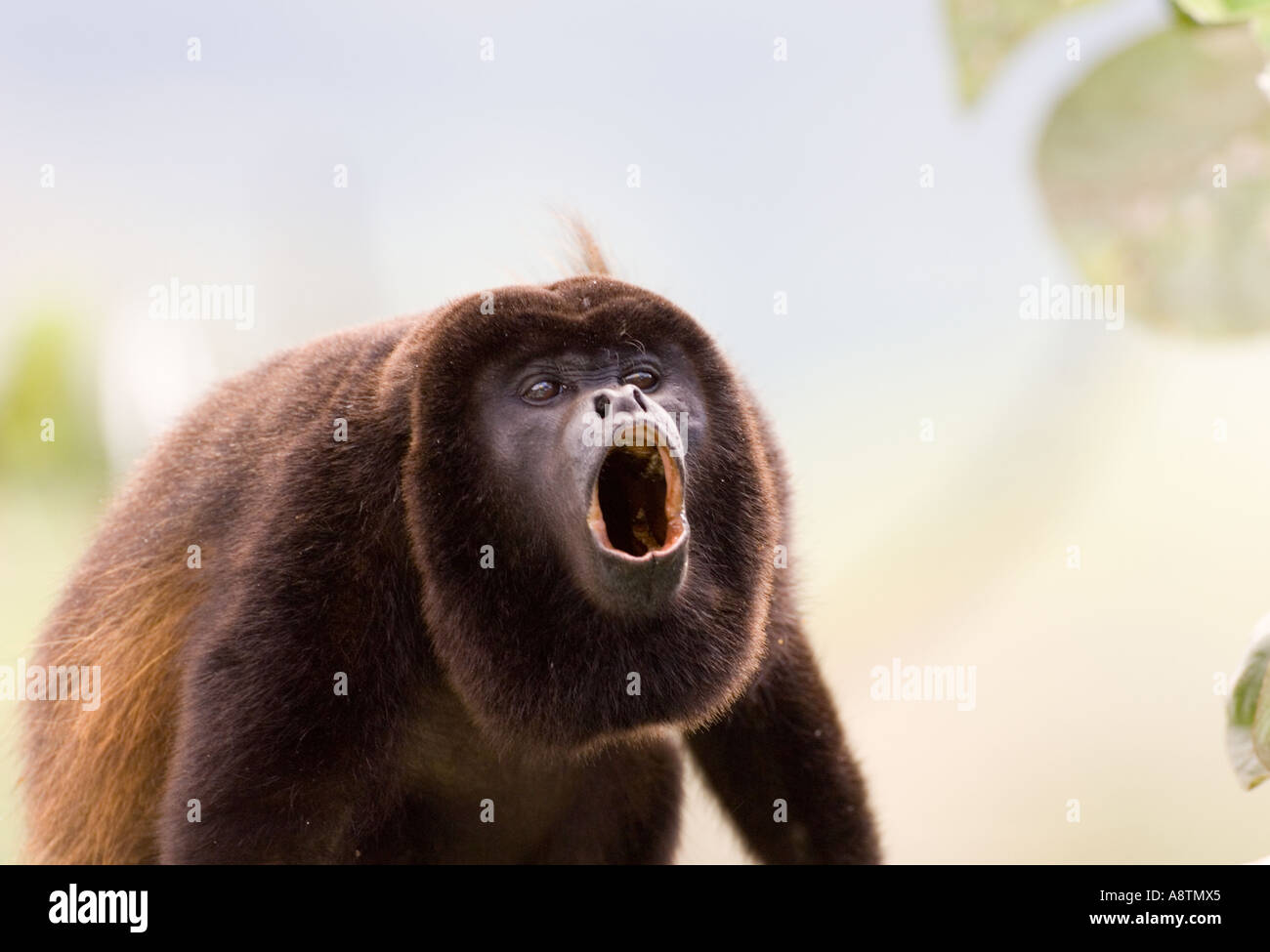 Black-mantled Howler Monkey Alouatta palliata male howling from top of ...