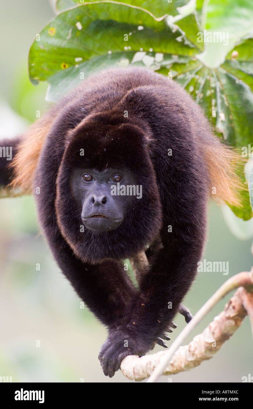 Central american black howler monkey hi-res stock photography and ...