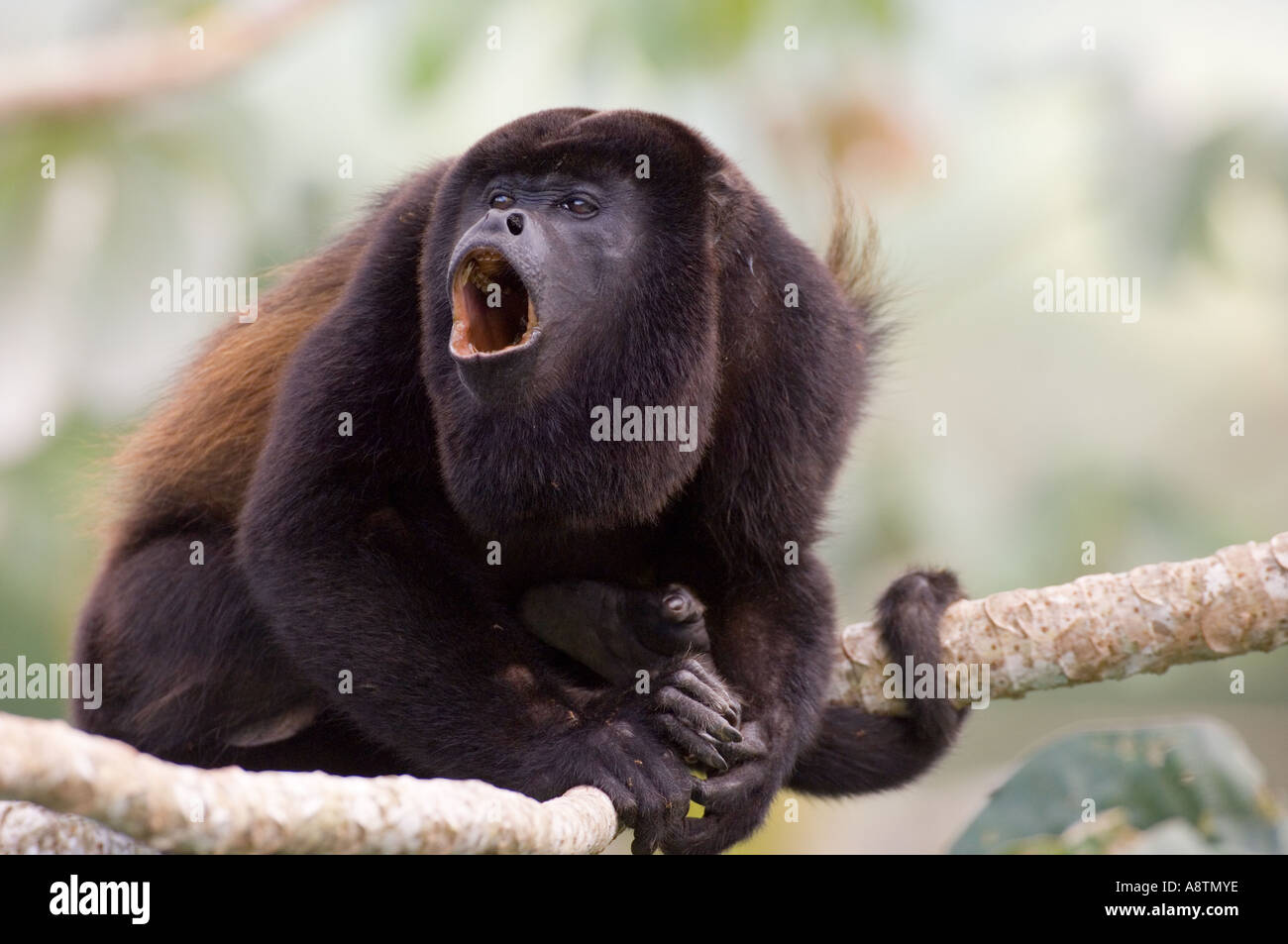 Central american black howler monkey hi-res stock photography and ...