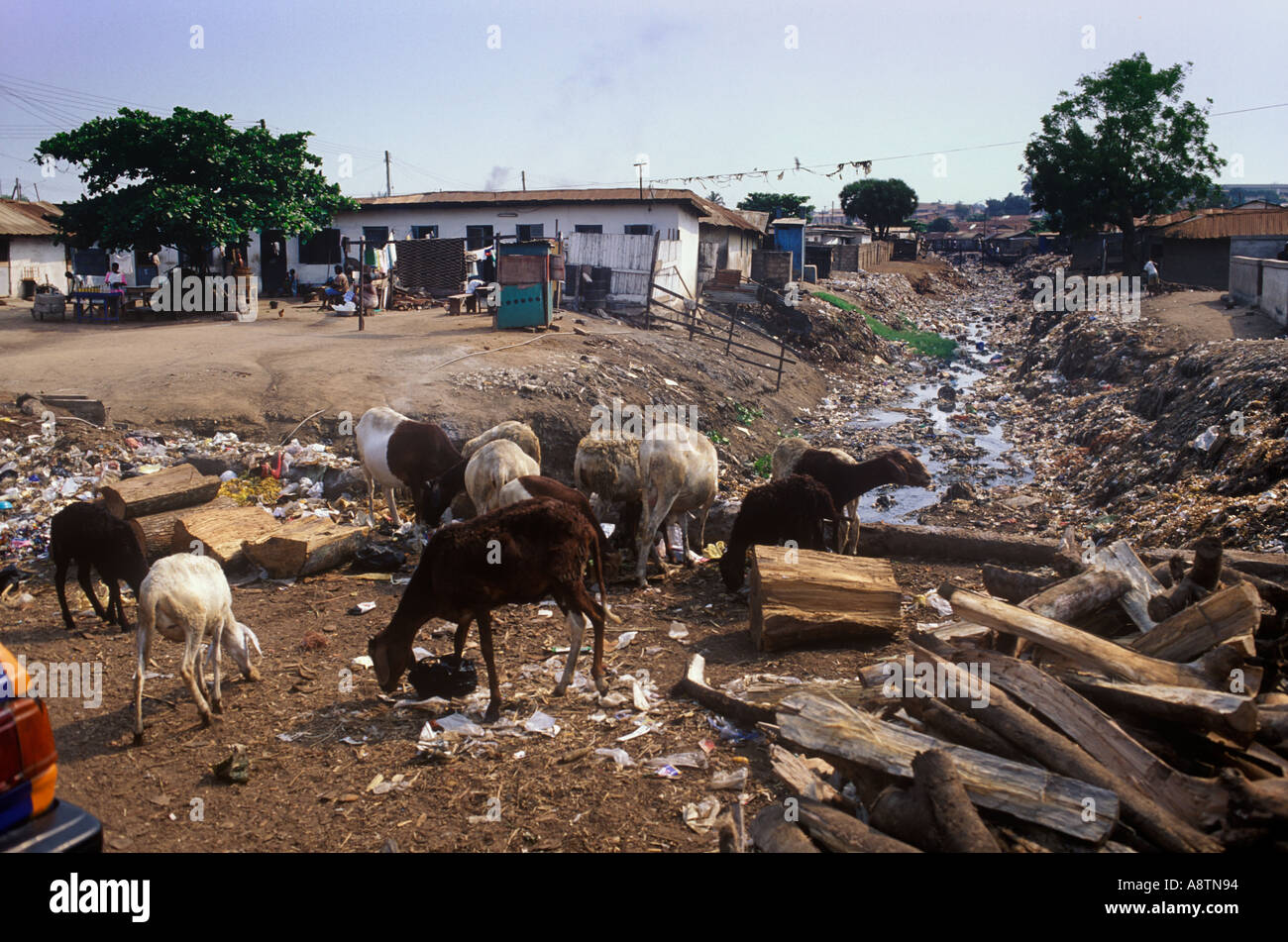 Goats browse among rubbish by a ditch in East Mamprobi, one of the ...