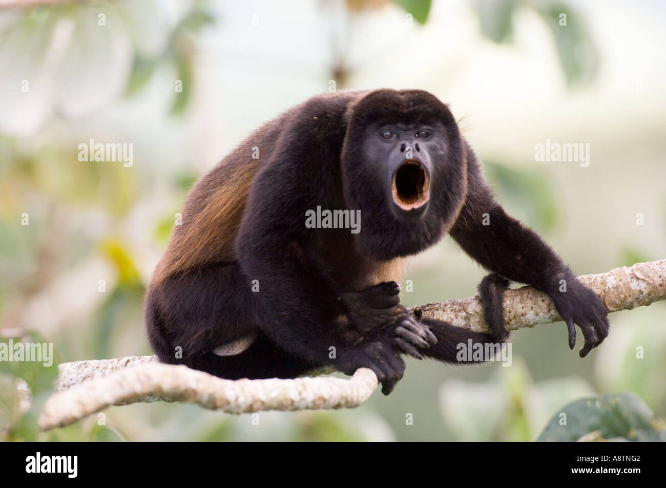 Black-mantled Howler Monkey Alouatta palliata male howling from top of ...