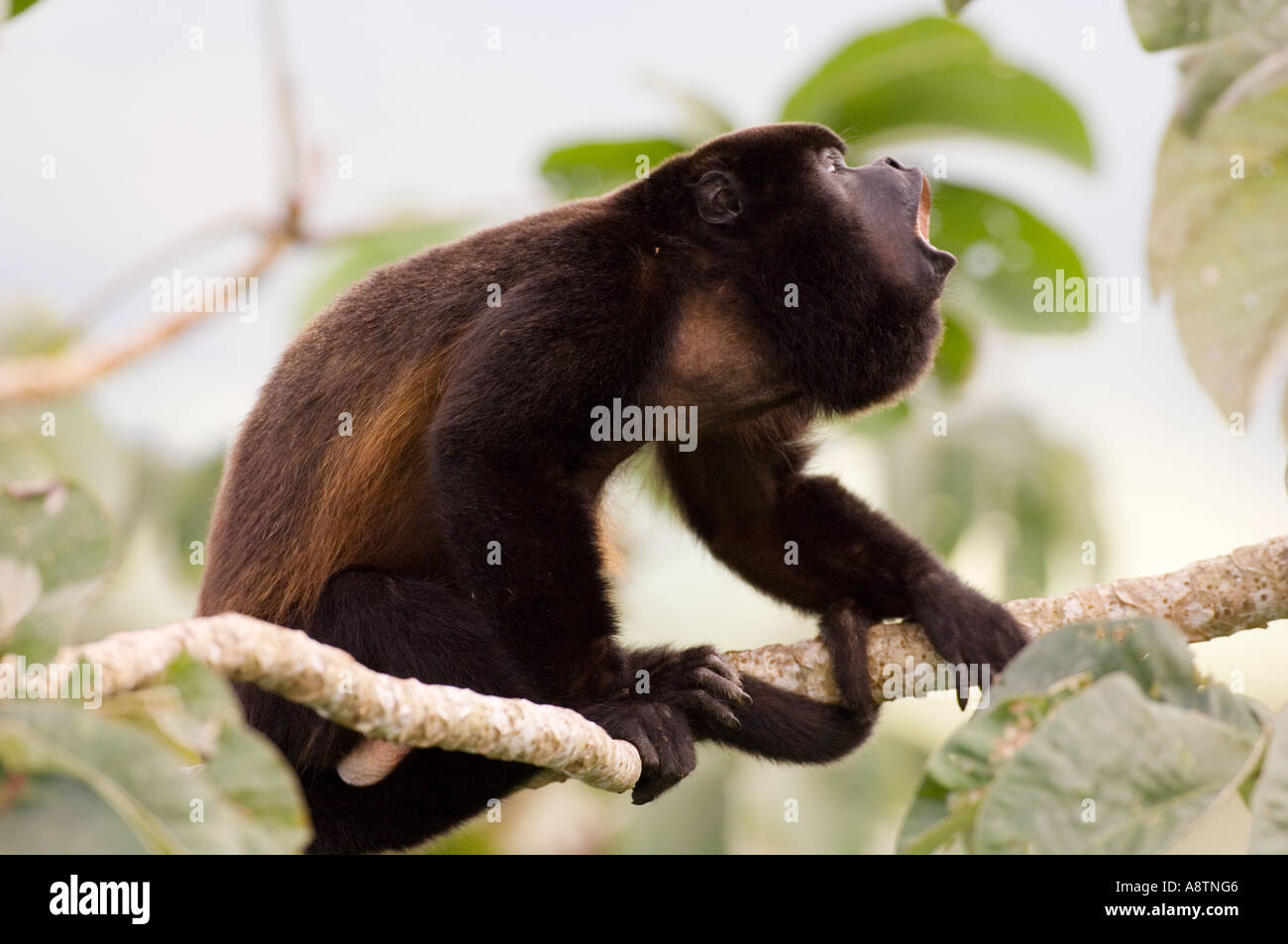 Black mantled howler monkey hi-res stock photography and images - Alamy