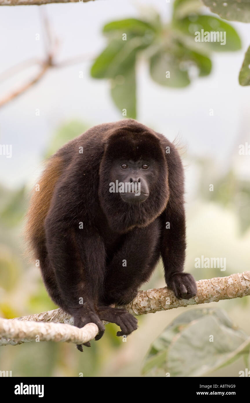 Central american black howler monkey hi-res stock photography and ...