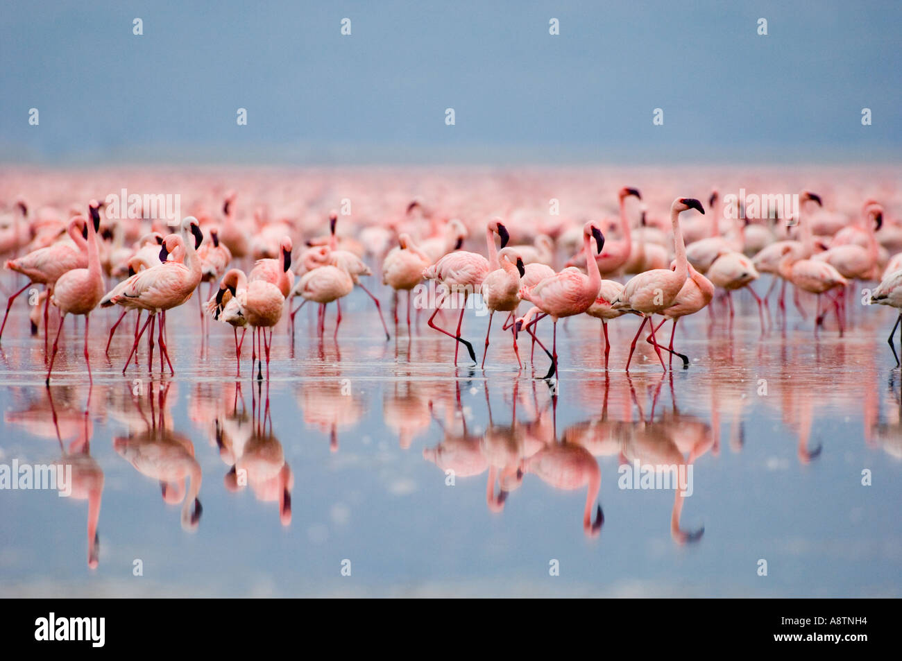 Lesser Flamingo s Phoeniconaias minor Lake Nakuru Rift Valley Kenya ...