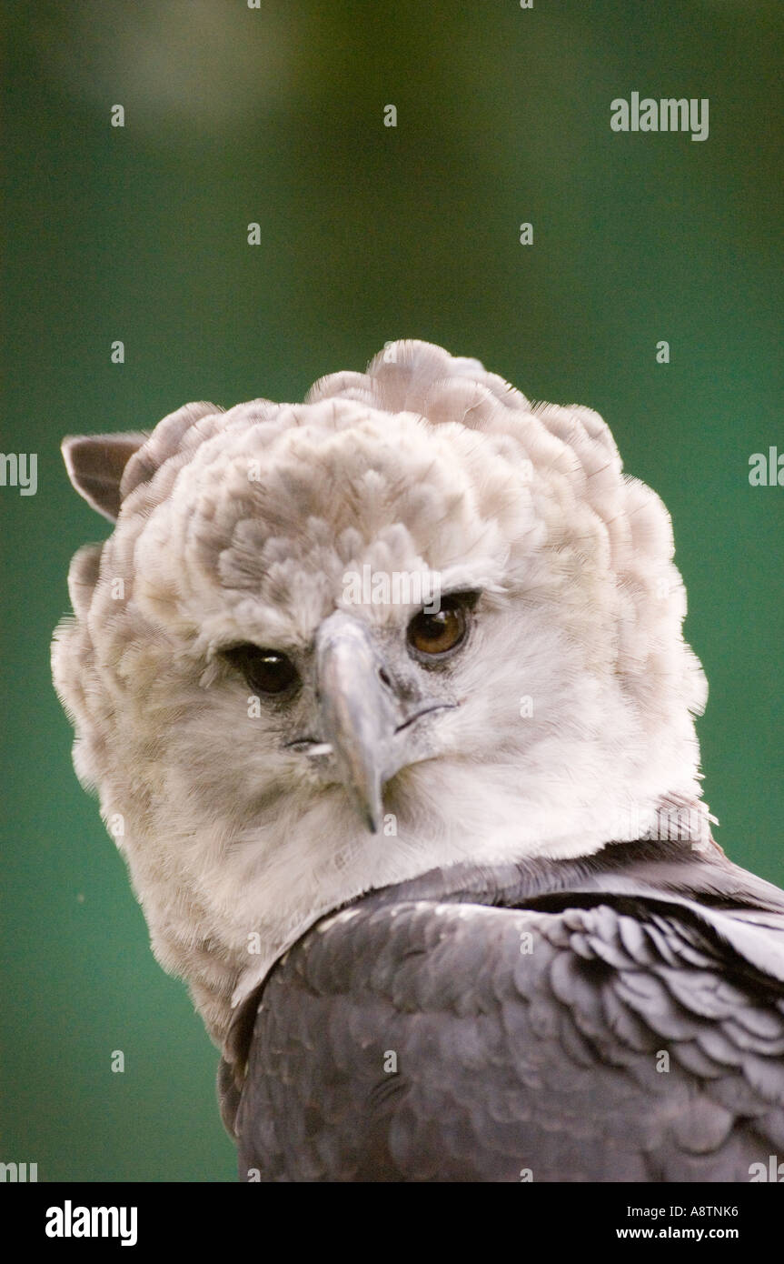 Harpy eagle panama hi-res stock photography and images - Alamy