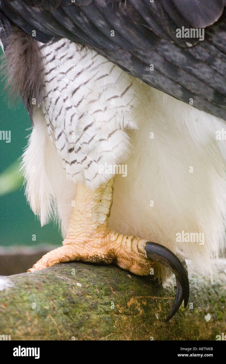 Harpy Eagle Talons