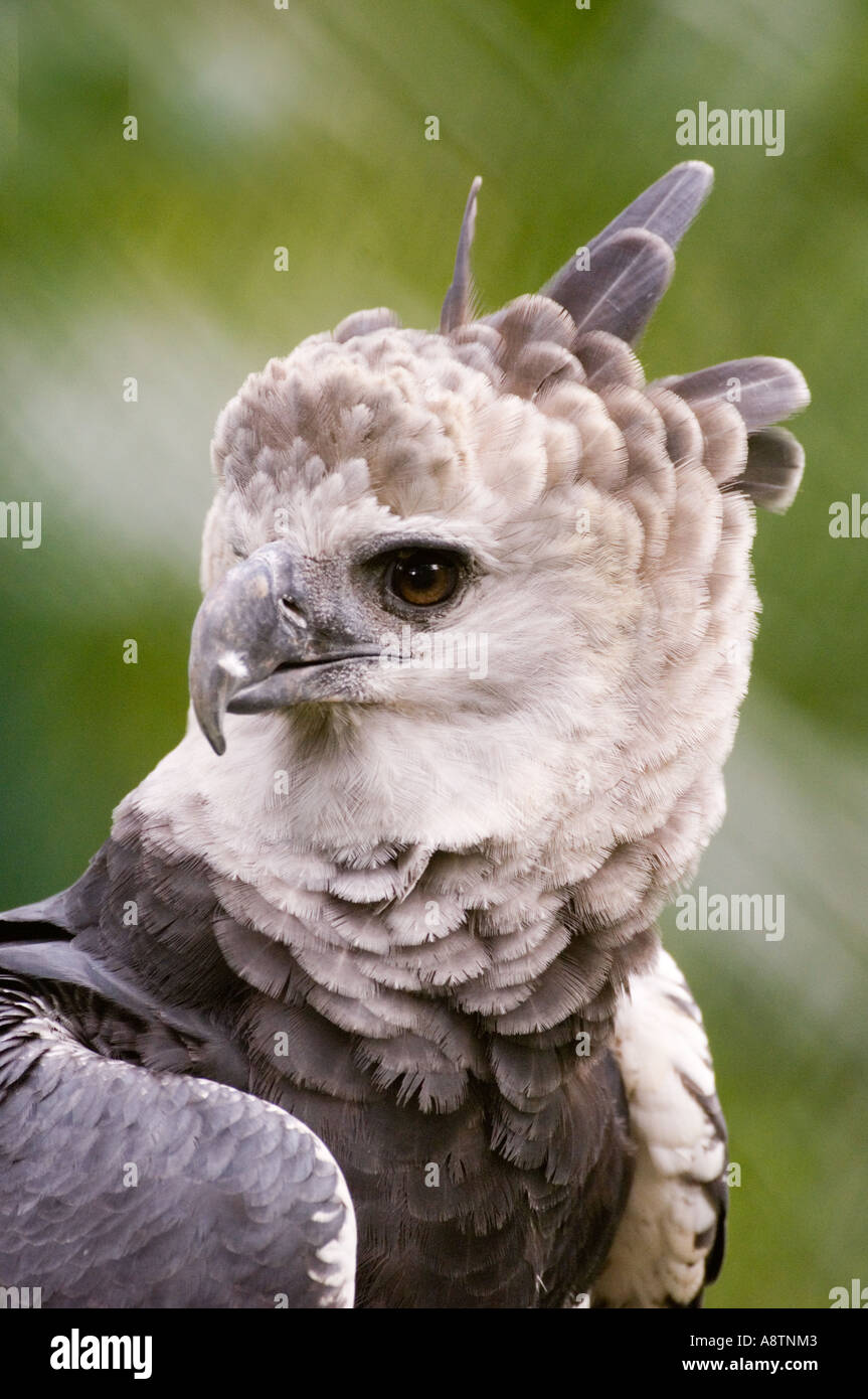 Harpy eagle panama hi-res stock photography and images - Alamy