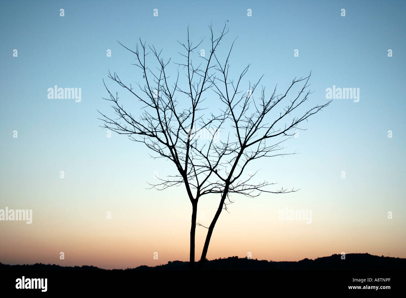 The tree in isolation Stock Photo - Alamy
