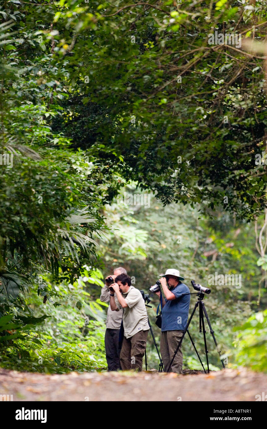 Bird watching in tropical rainforest - Pipeline Road Soberiana National ...