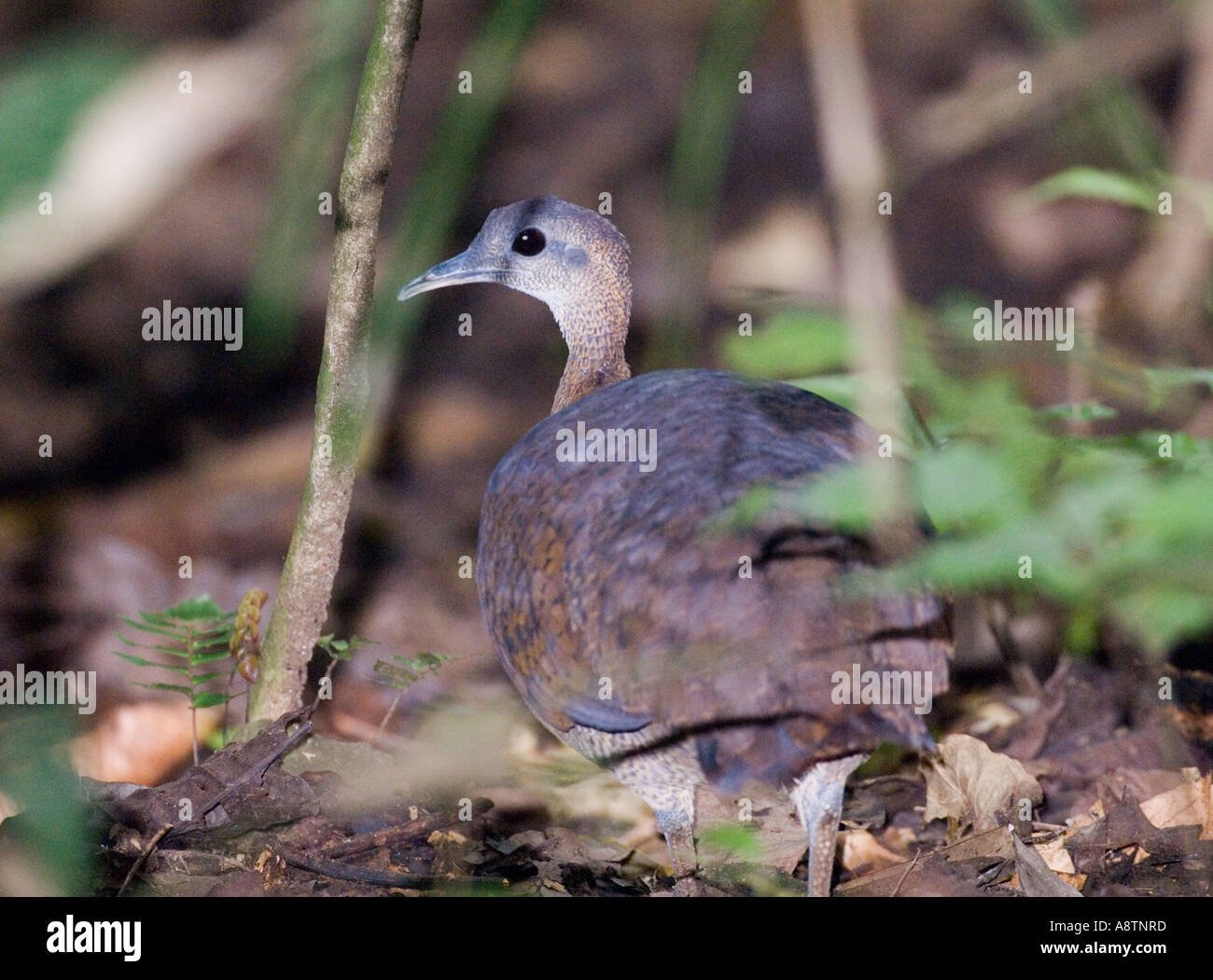 Great Tinamou Panama Stock Photo - Alamy