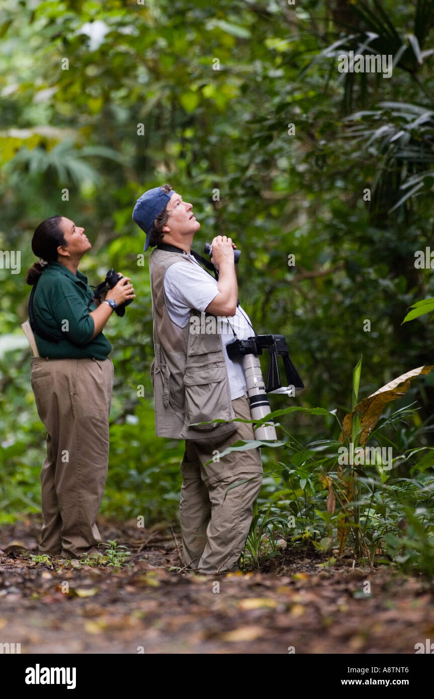 Bird watching in tropical rainforest - Pipeline Road Soberiana National ...