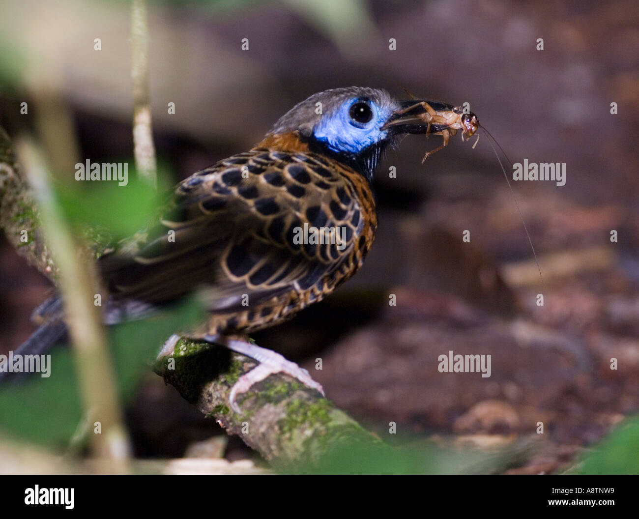 Army ant hi-res stock photography and images - Alamy
