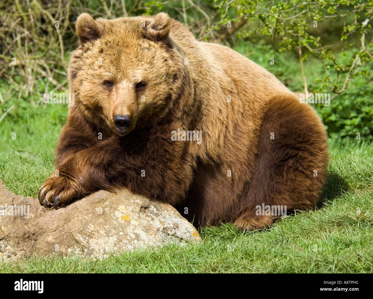 Big Bear Thinking Stock Photo - Alamy