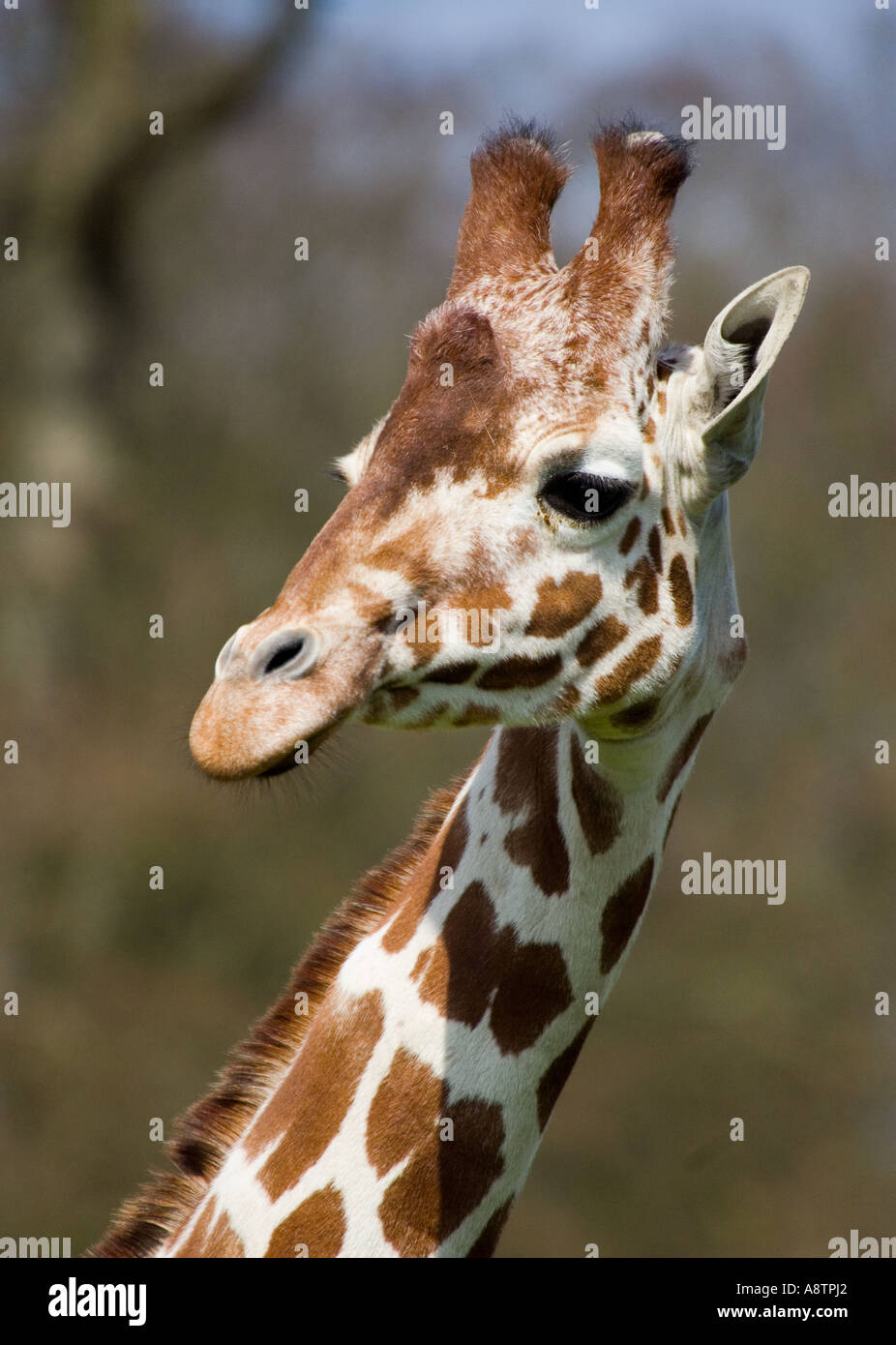Tall and elegant giraffe Stock Photo - Alamy