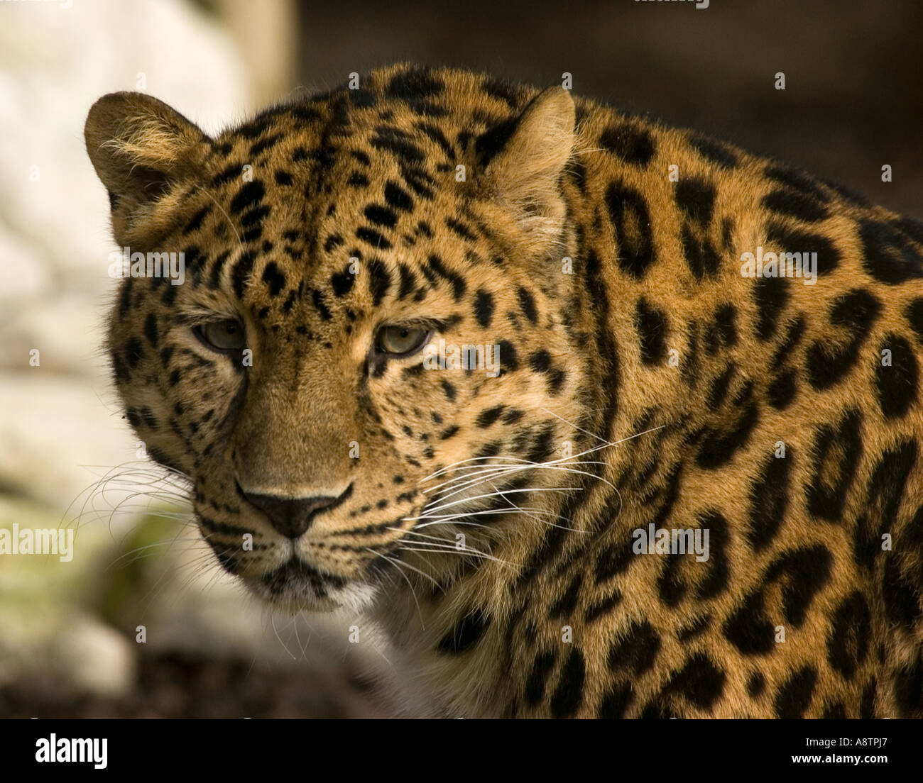 Female Amur Leopard Stock Photos & Female Amur Leopard Stock Images - Alamy