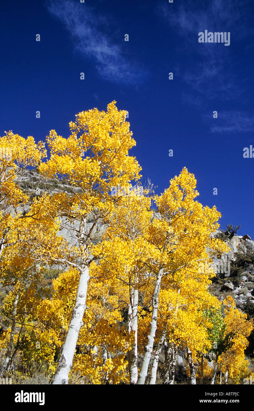 Aspen trees with bright yellow leaves display fall color against a blue ...