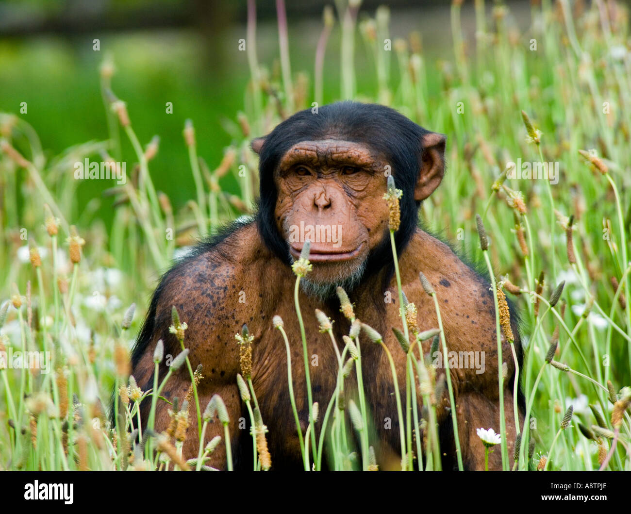 Right monkey hi-res stock photography and images - Alamy