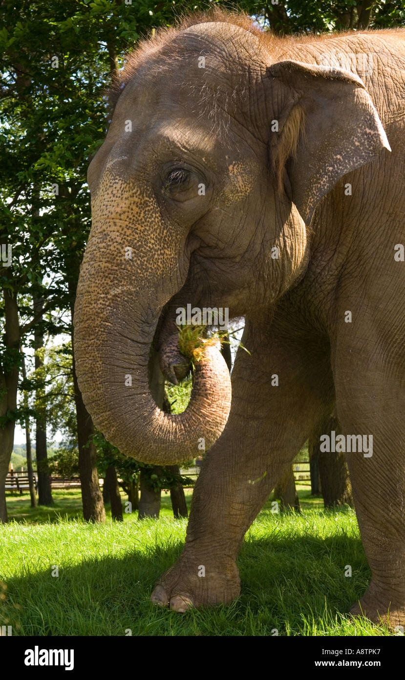 Elephant head left side hi-res stock photography and images - Alamy