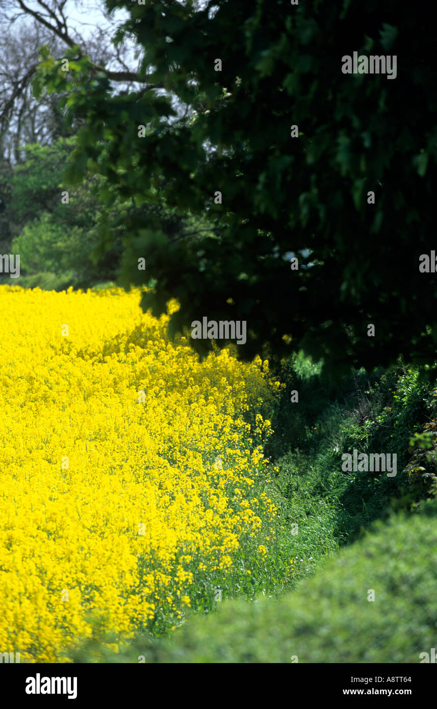 OIL SEED RAPE GROWING IN FIELD ADJACENT TO HEDGEROW COMMON ARABLE PLANT ...