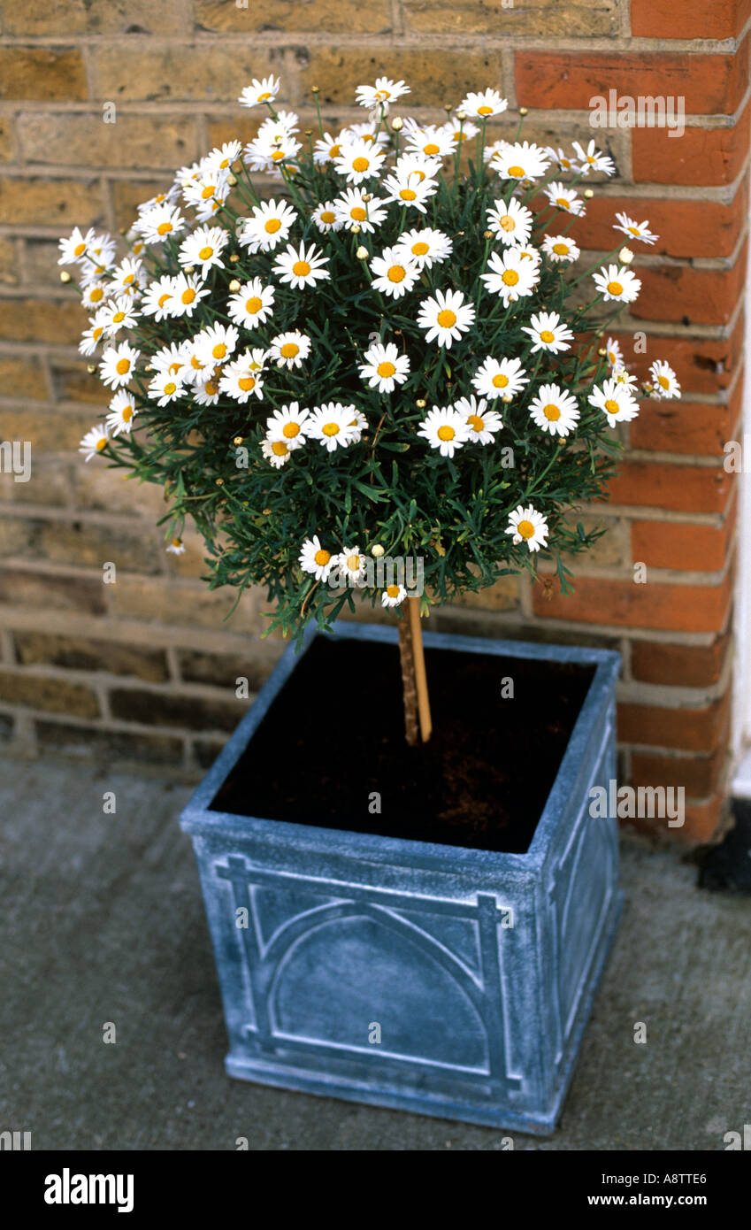 Marguerite Daisy Tree