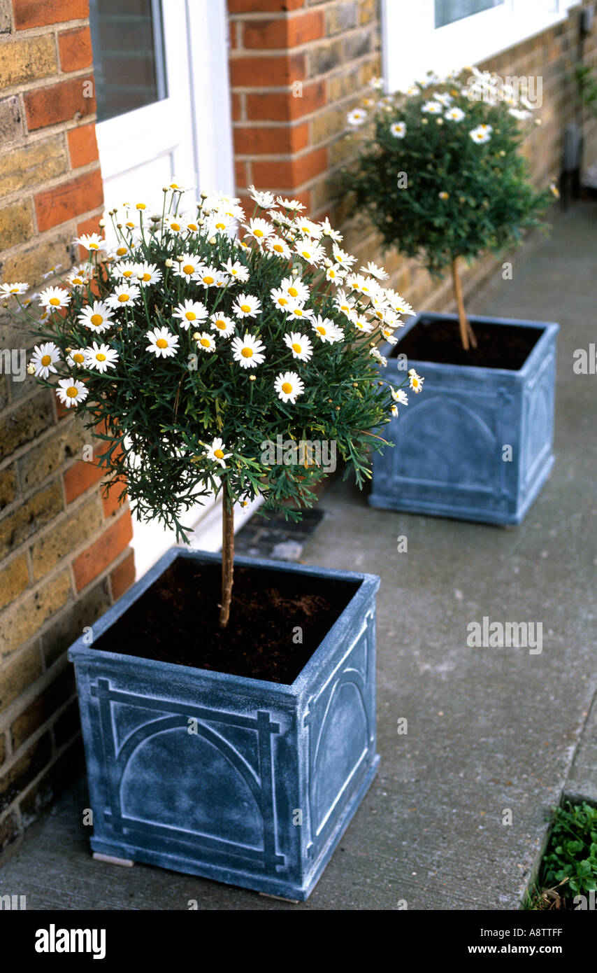 Marguerite Daisy Tree