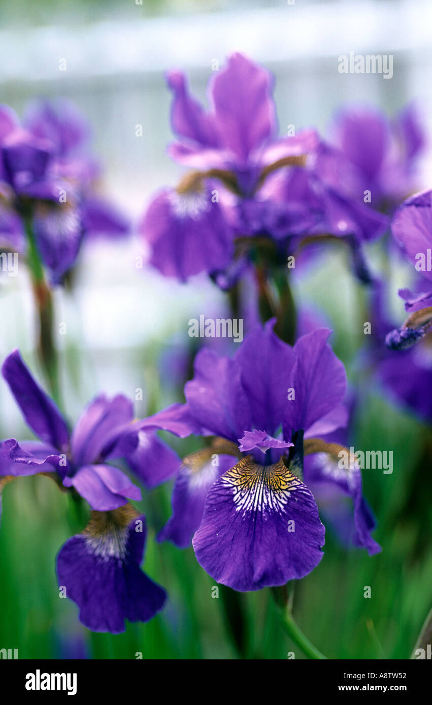 BLUE IRIS PLANT GROWING IN GARDEN NEAR PICKET FENCE Stock Photo - Alamy