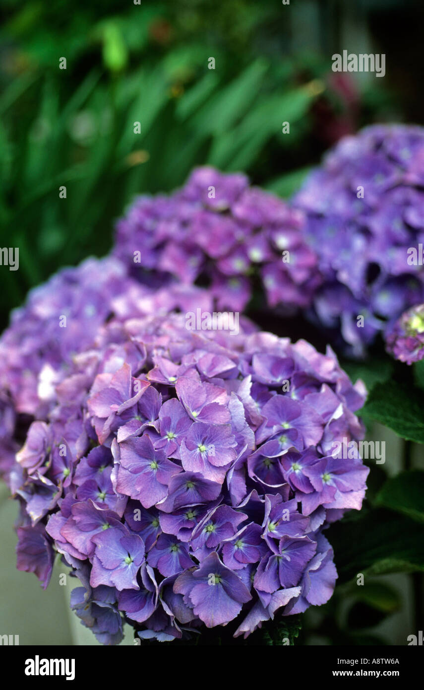 BLUE HYDRANGEA SHRUB GROWING IN GARDEN PREFERS PARTIAL SHADE AND ACID ...