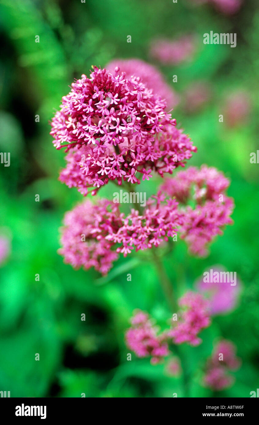 RED VALARIAN CENTRANTHUS RUBER GROWING IN GARDEN PLANT THAT ATTRACTS ...