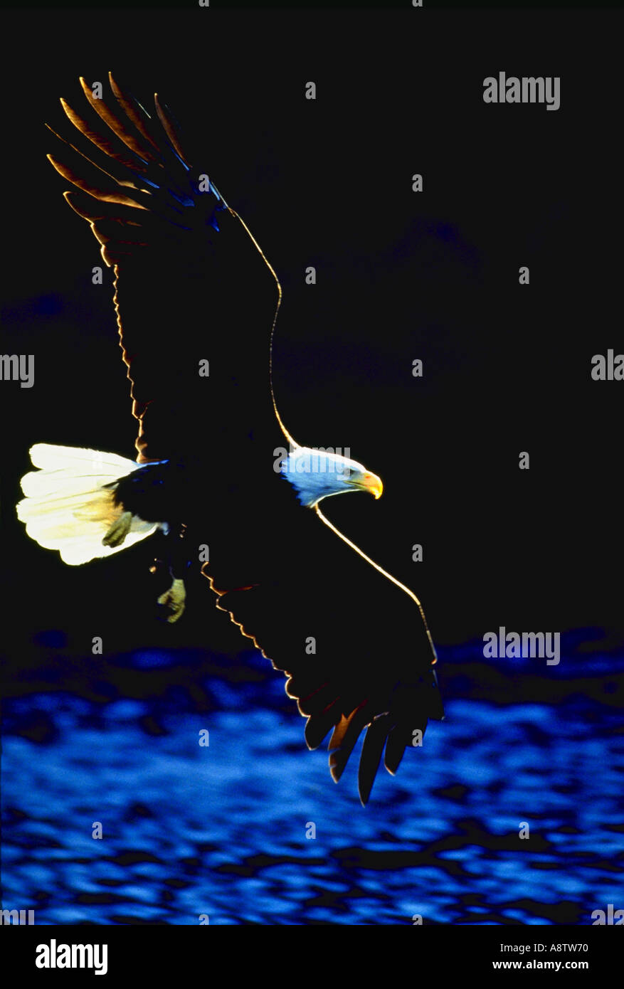 Static discharge wing hi-res stock photography and images - Alamy