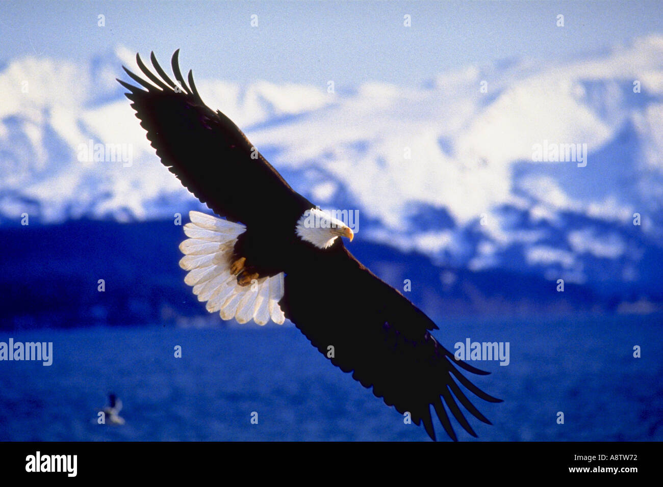 Bald eagle in flight Alaska Stock Photo - Alamy