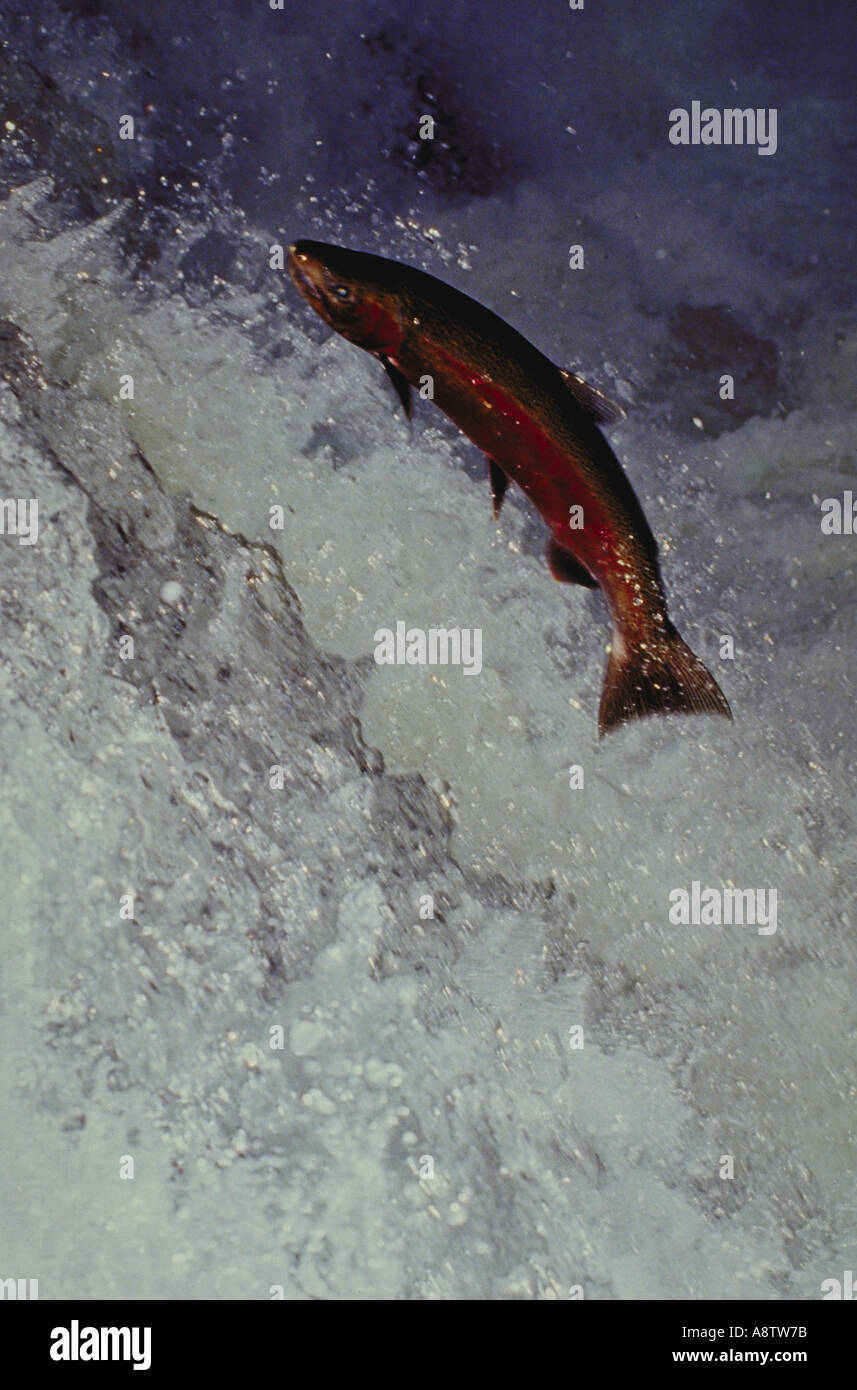 Leaping trout hi-res stock photography and images - Alamy
