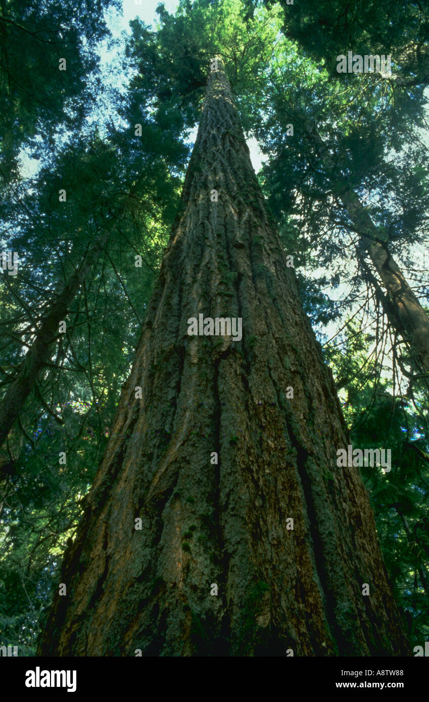 Old growth douglas fir tree Pacific NW Stock Photo - Alamy