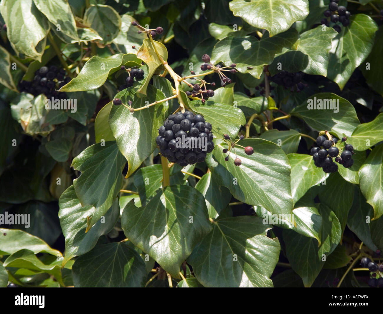 Ivy seeds hi-res stock photography and images - Alamy