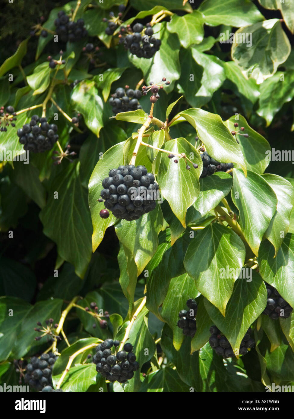 Poison ivy leaf hi-res stock photography and images - Alamy