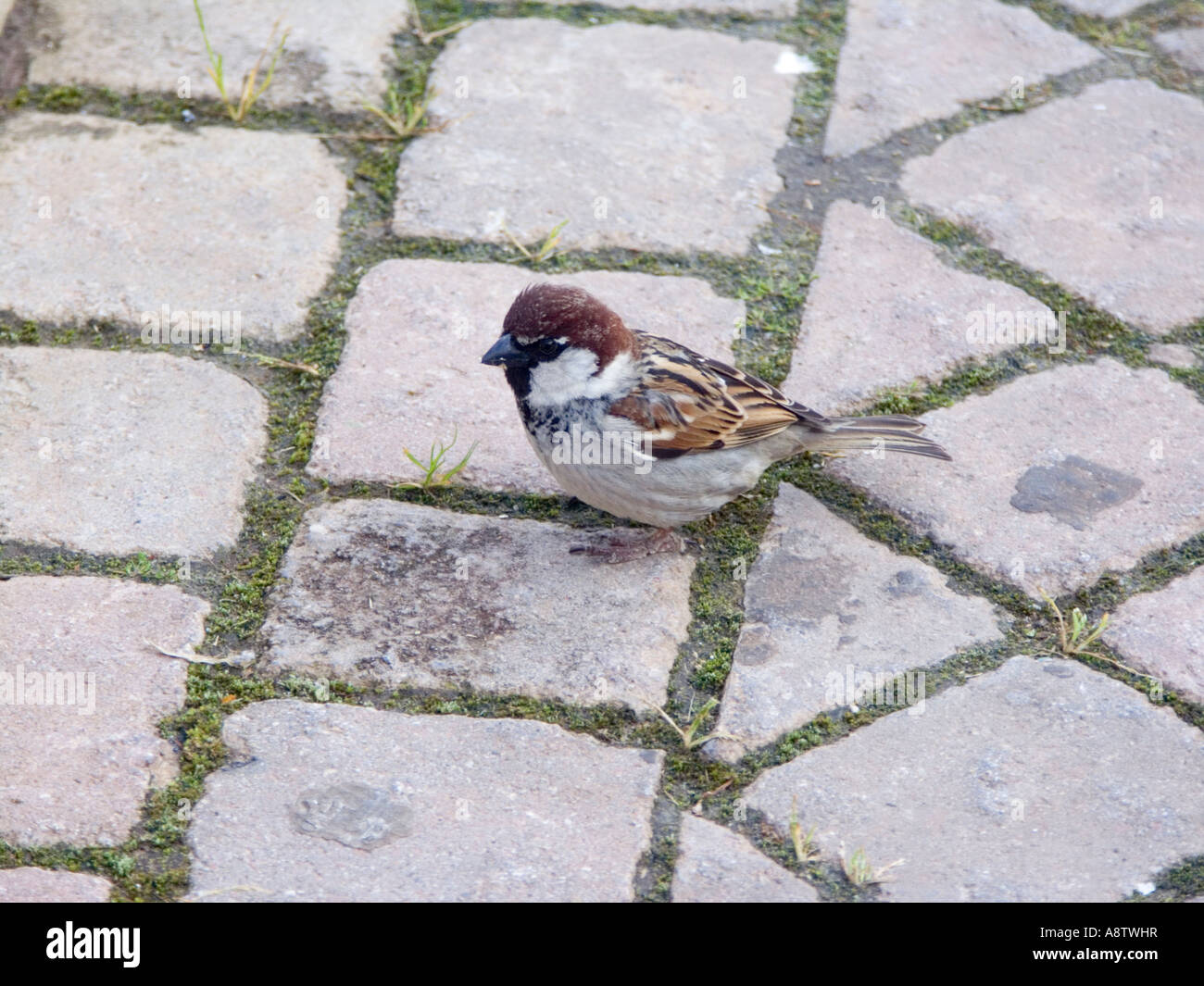 Uccello passero passero hi-res stock photography and images - Alamy
