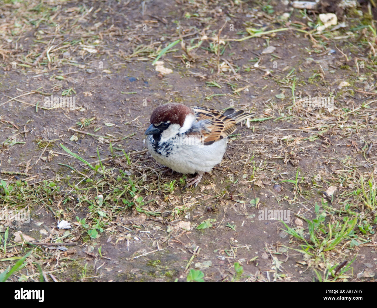 Uccello passero passero hi-res stock photography and images - Alamy