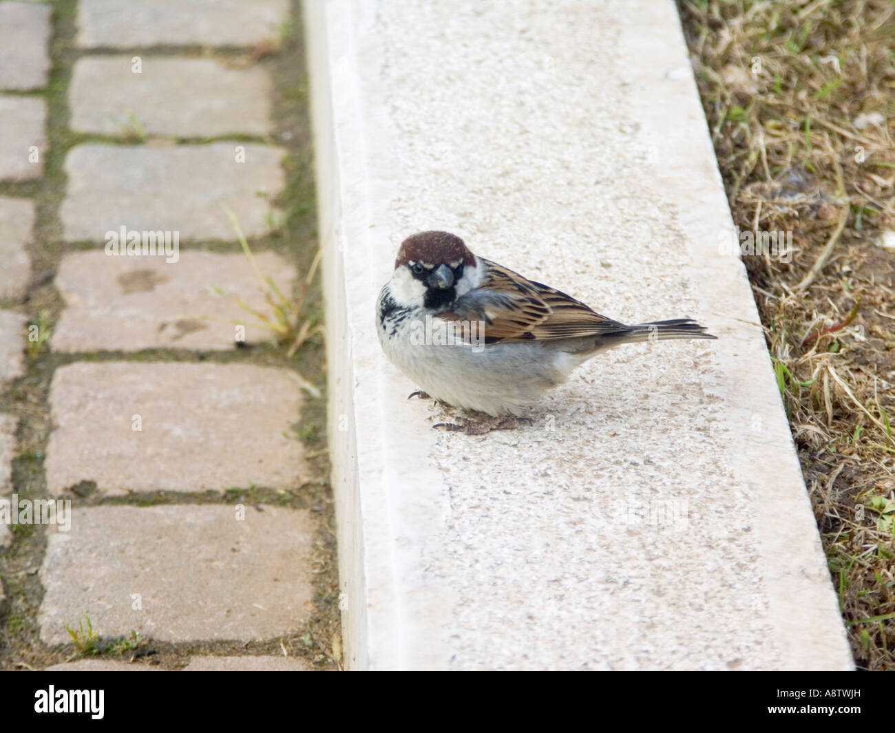 Passero domestico, Passer domesticus, close up Stock Photo - Alamy
