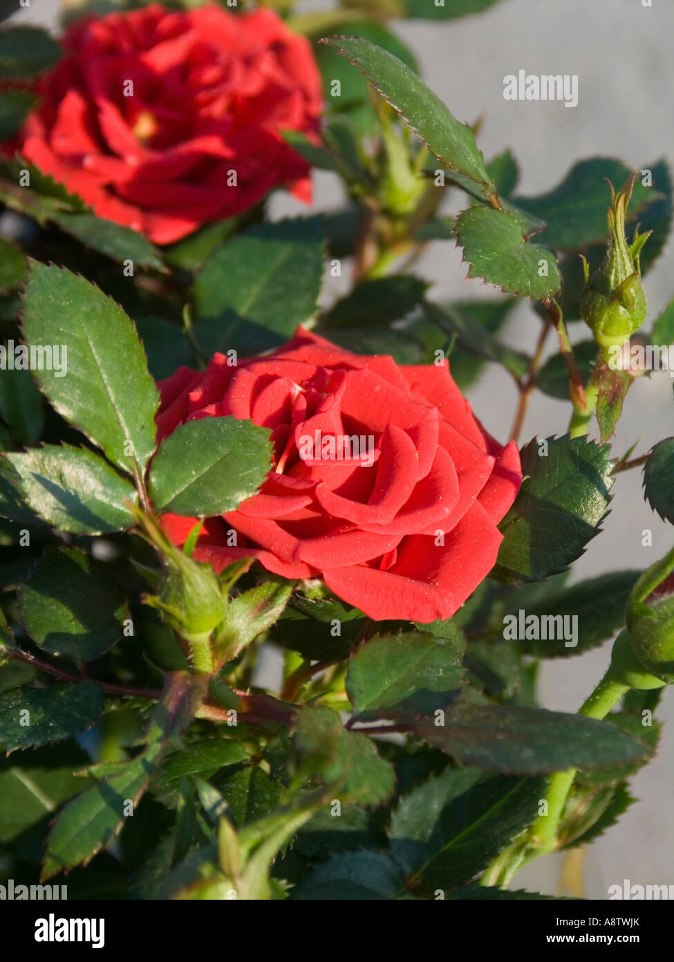 red rose close up Stock Photo - Alamy
