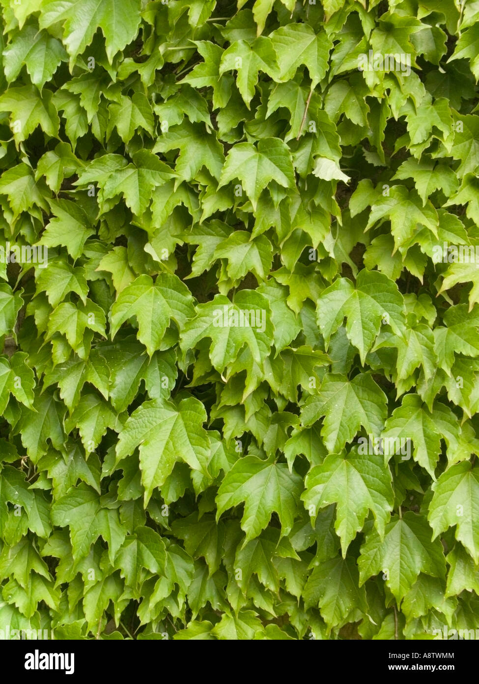 ivy texture background Stock Photo - Alamy